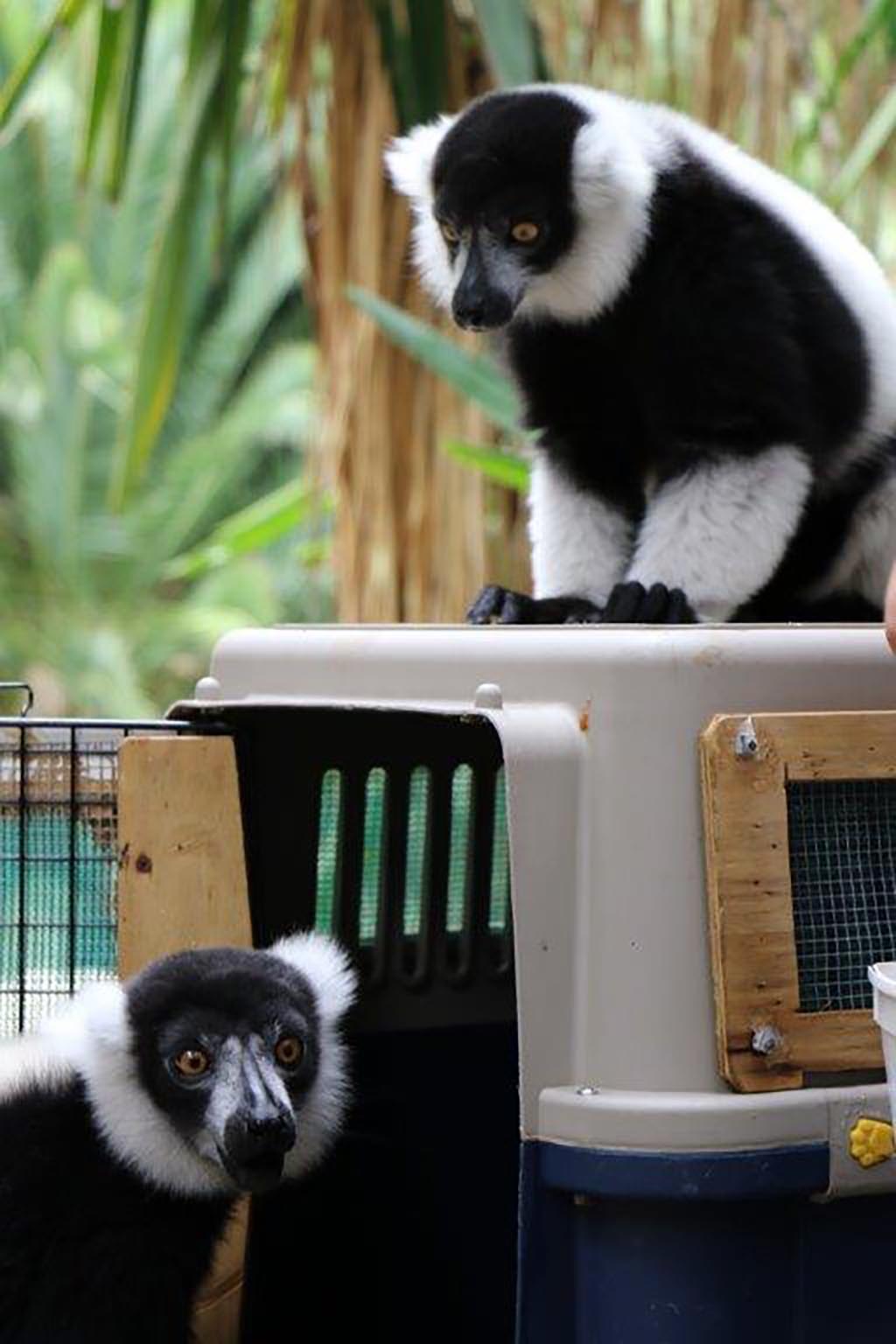 Zoo & Exotic Animals - Jetpets Pet Travel Consultants