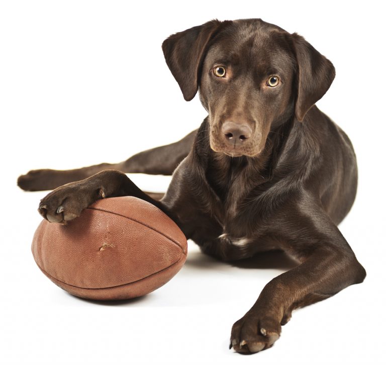 AFL Grand Final Fun With Your Pets! - Jetpets AU