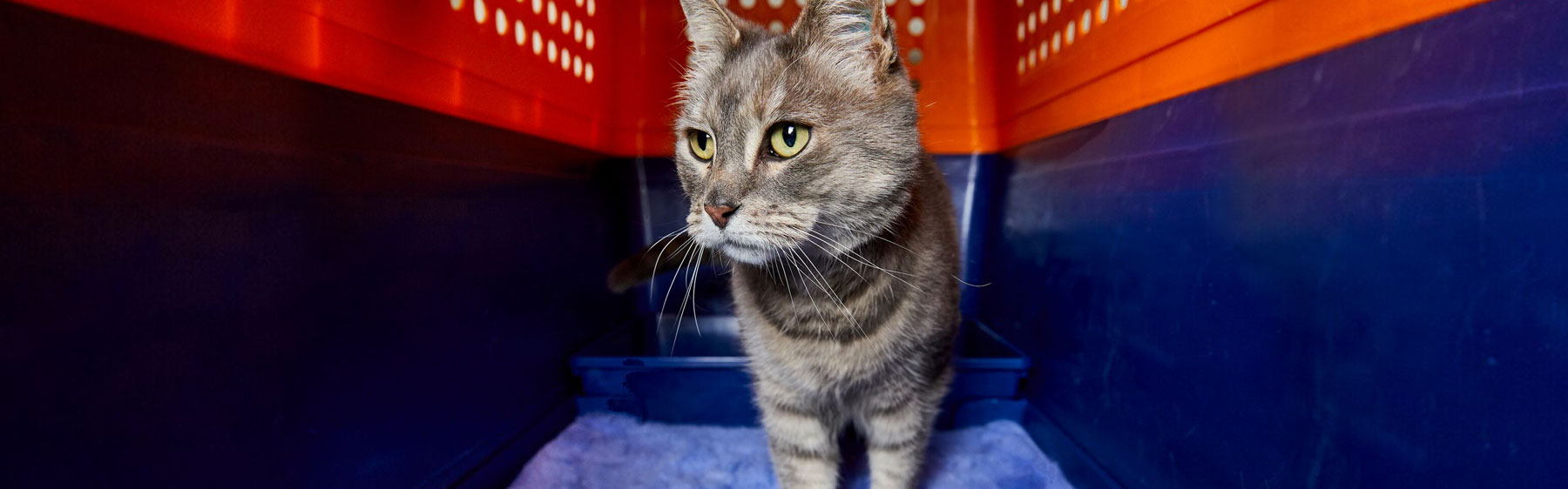 Jetpets Animal Transport - Pet Travel | Jetpets AU