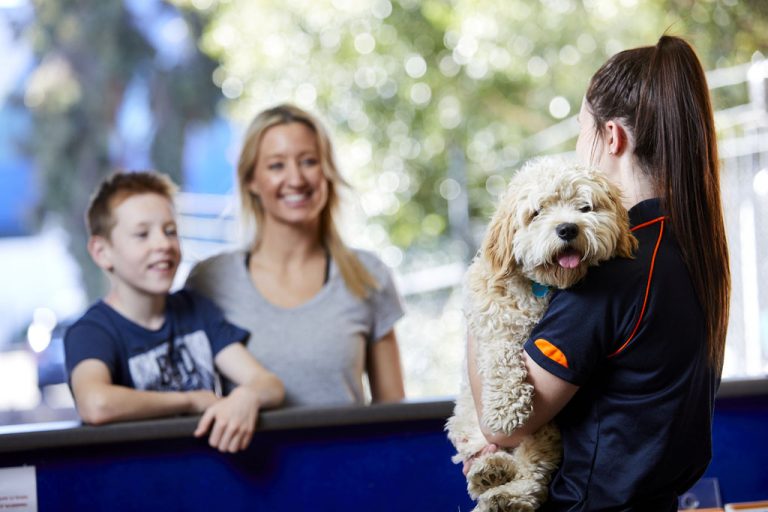 Sydney Pet Transport - Interstate & International | Jetpets Australia