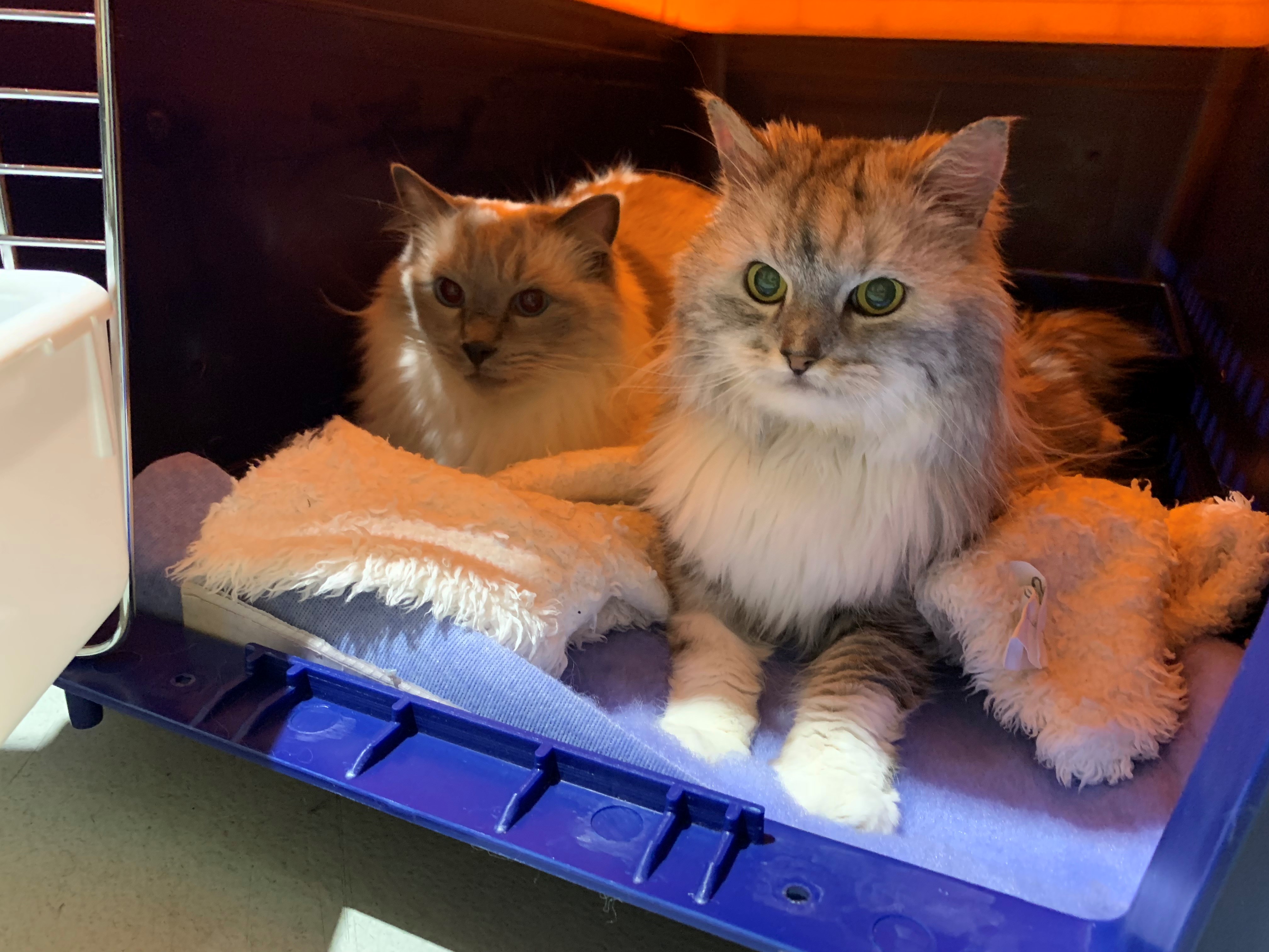 Blog - Read our Latest Articles | Jetpets AU
