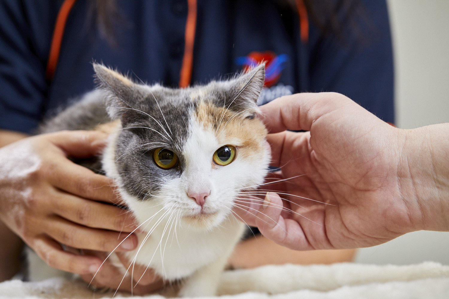 IATA CEIV Certification for Live Animals | Jetpets AU