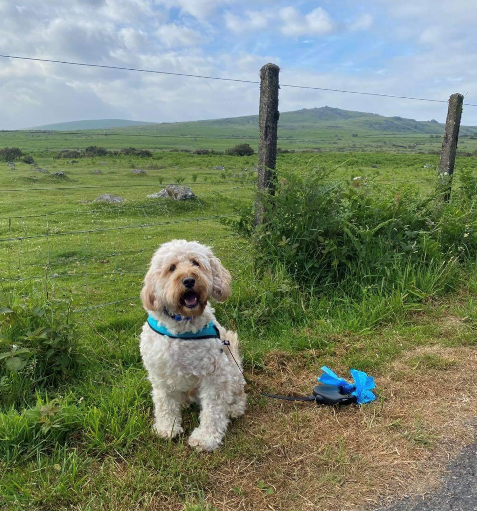 Pet Travel From Australia To New Zealand Ez Pass Pet Travel From Australia To New Zealand Ez Pass